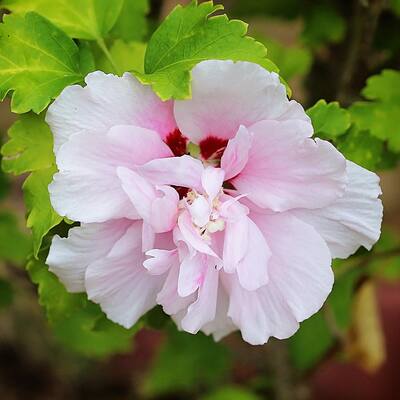 3 Gal. Double Purple Althea Shrub-ALTPUR03G - The Home Depot