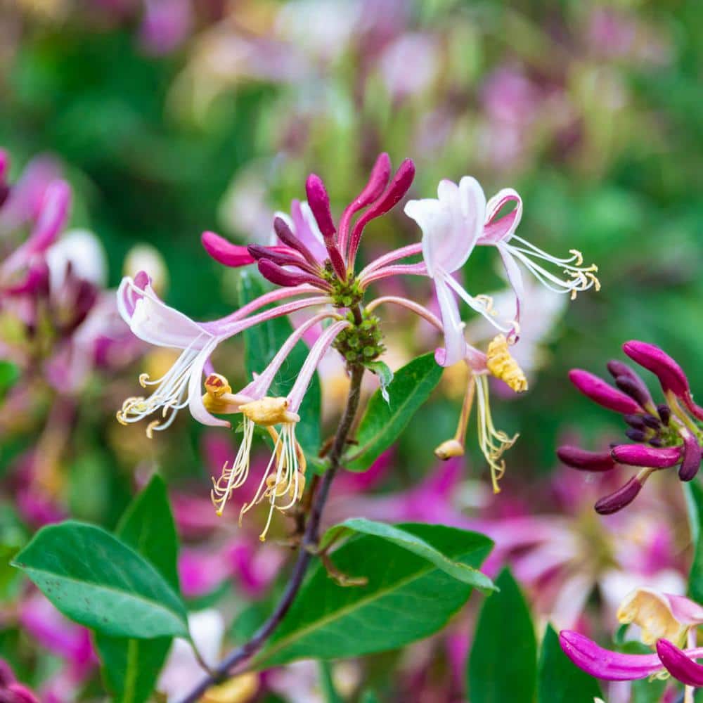 Spring Hill Nurseries Fragrant Cloud Honeysuckle Vine Dormant Bare Root Flowering Starter Plant ...