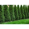 BELL NURSERY 3 Gal. Northern Spire Arborvitae (Thuja Plicata) Live ...