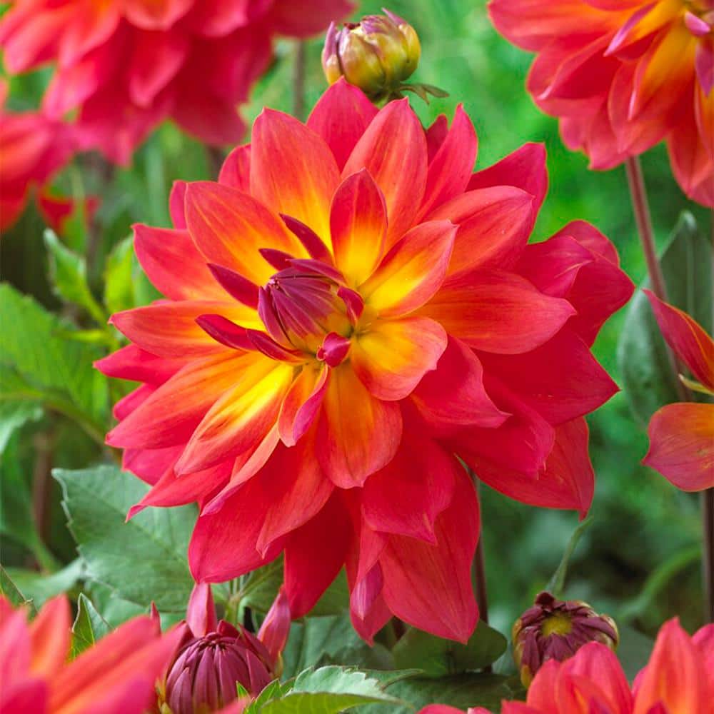 Vigoro Firepot Decorative Dahlia Flower Bulbs, Bare Roots (Bag of 4 ...