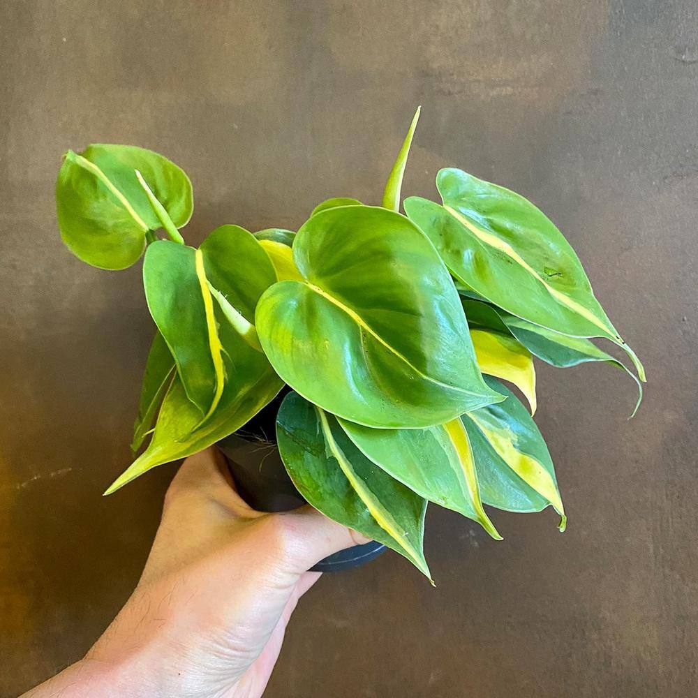 Wekiva Foliage Philodendron Brasil-Live Plant in a 4 in. Pot-Beautiful ...