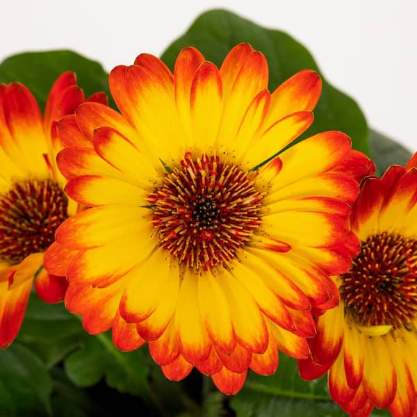 Yellow Gerbera Daisy