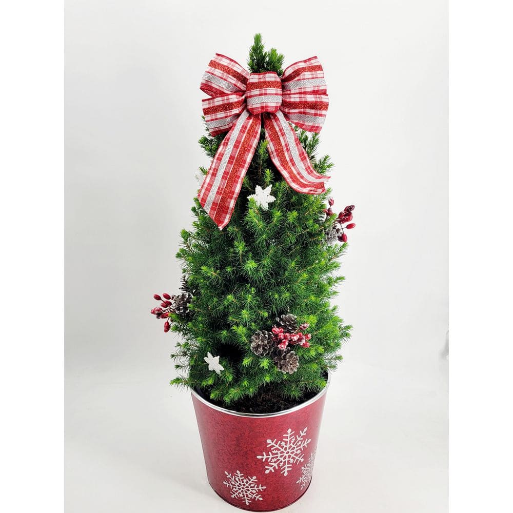 BELL NURSERY 3 Gal. Picea Conica Live Holiday Shrub in Red and Silver ...