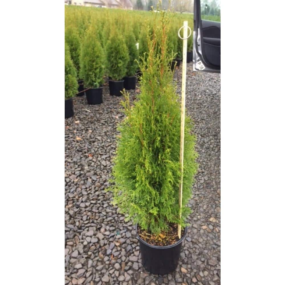 3 Gal. Emerald Green Arborvitae Holiday Emerald Shrub 1003821738 - The ...