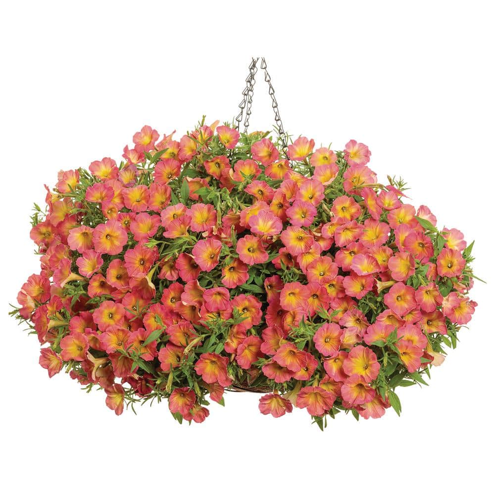 PROVEN WINNERS 10 in. Supertunia Persimmon Mono Hanging Basket (Petunia ...