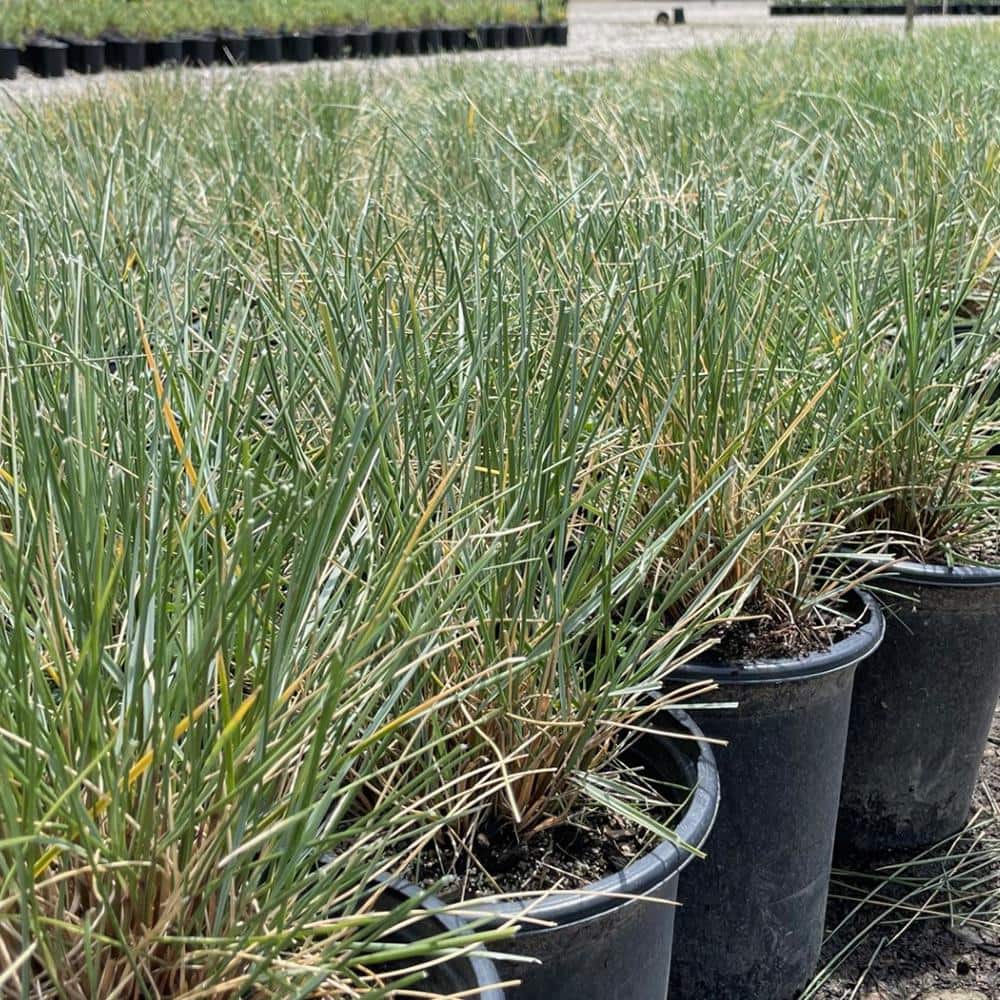 Alder & Oak 1 Gal. Pine Muhly Ornamental Grass (4-Pack) MUDU01 - The ...