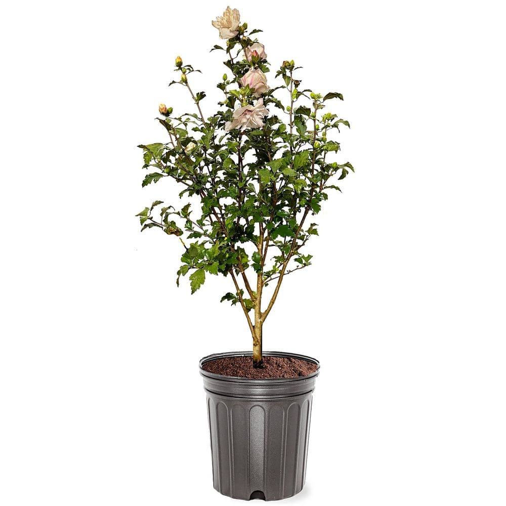 7 Gal. Althea Rose of Sharon Shrub Form with Pink Flowers ALTPIN07G ...