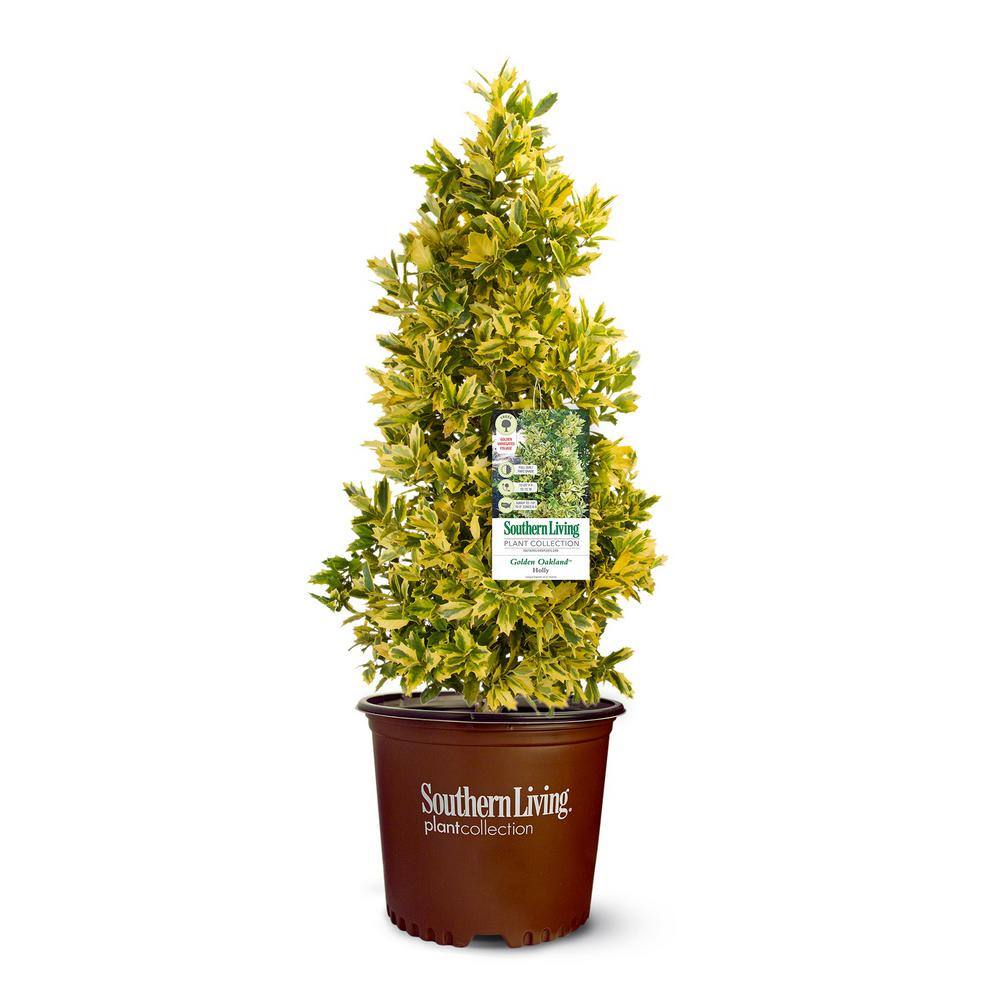 SOUTHERN LIVING 3 Gal. Golden Oakland Holly Tree with Pyramidal Yellow ...