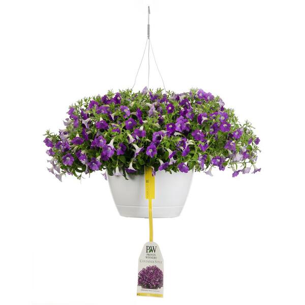 PROVEN WINNERS 10 in. Supertunia Mini Vista Morning Glory Mono Hanging ...