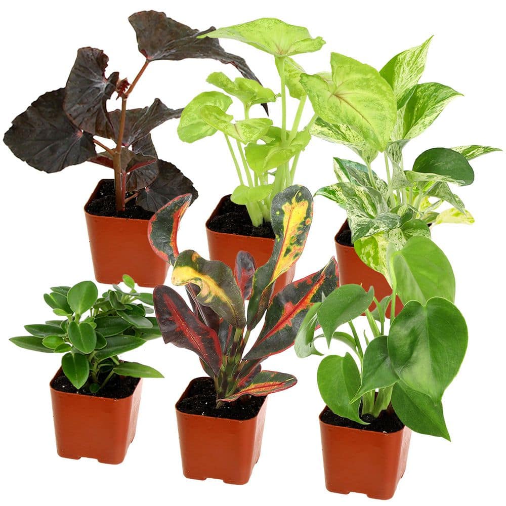 ALTMAN PLANTS Air Purifying Live Houseplants (6 Pack), Easy Plant Pack ...