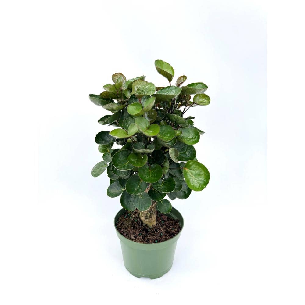 HAMPSHIRE FARMS 6 in. Aralia Fabian Plant in Grower Pot 651840741310 ...