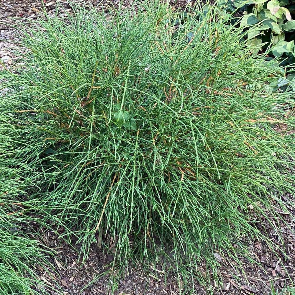 PROVEN WINNERS 1 gal. Whip It Good Arborvitae (Thuja Occidentalis) Live Non-Flowering Shrub ...