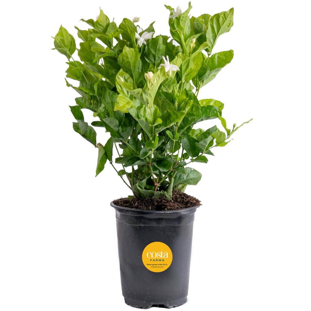 Costa Farms Outdoor Jasmine Belle of India Plant in 2.5 qt. Grower Pot ...