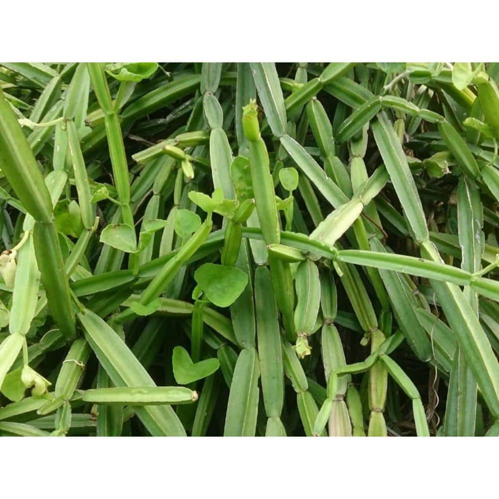 Wekiva Foliage Veldt Grape-4 Live Starter Plants in 2 in. Pots-Cissus ...