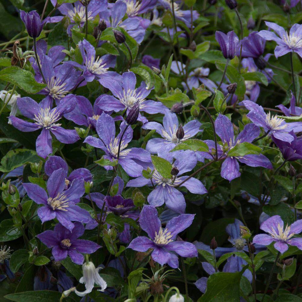 DIRECT GARDENING Arabella Blue Flowering Clematis Dormant Bare Root ...