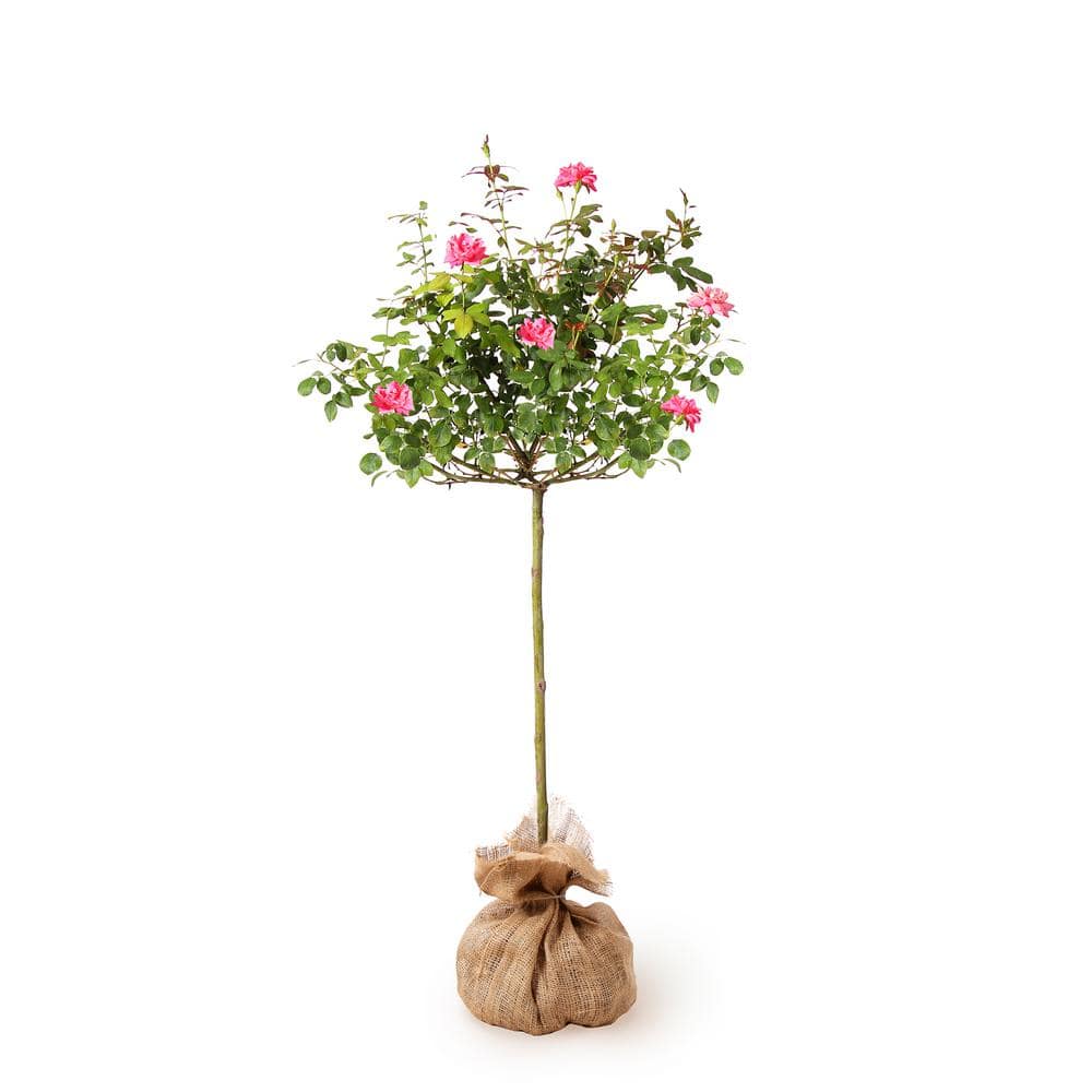 KNOCK OUT 8 in. Sweet Drift Rose Bush with Pink Flowers in Grower Pot ...