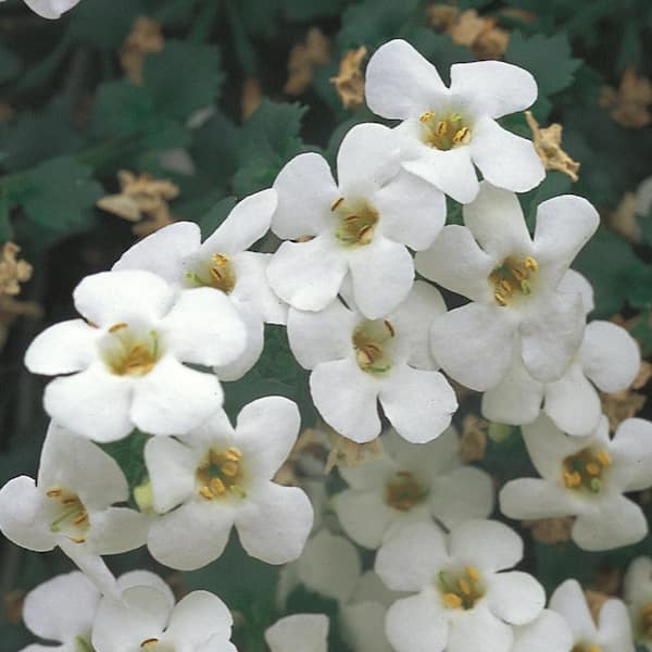 Vigoro 1.5 PT Bacopa Water Hyssop 'Betty White' White Annual Plant ...