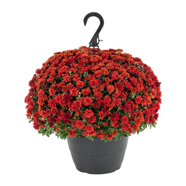 Metrolina Greenhouses 1.25 Gal. Classic Red Mum Chrysanthemum Perennial ...
