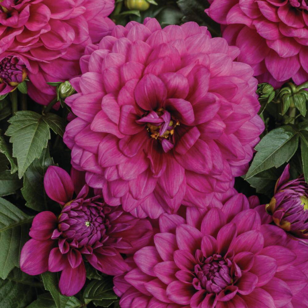 Proven Winners 7 in. Royale Virtuoso Vibrant Violet Dahlia (Dahlia ...