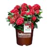 SOUTHERN LIVING 2 Gal. Heart Throb Hydrangea with Cherry Red Flowers ...