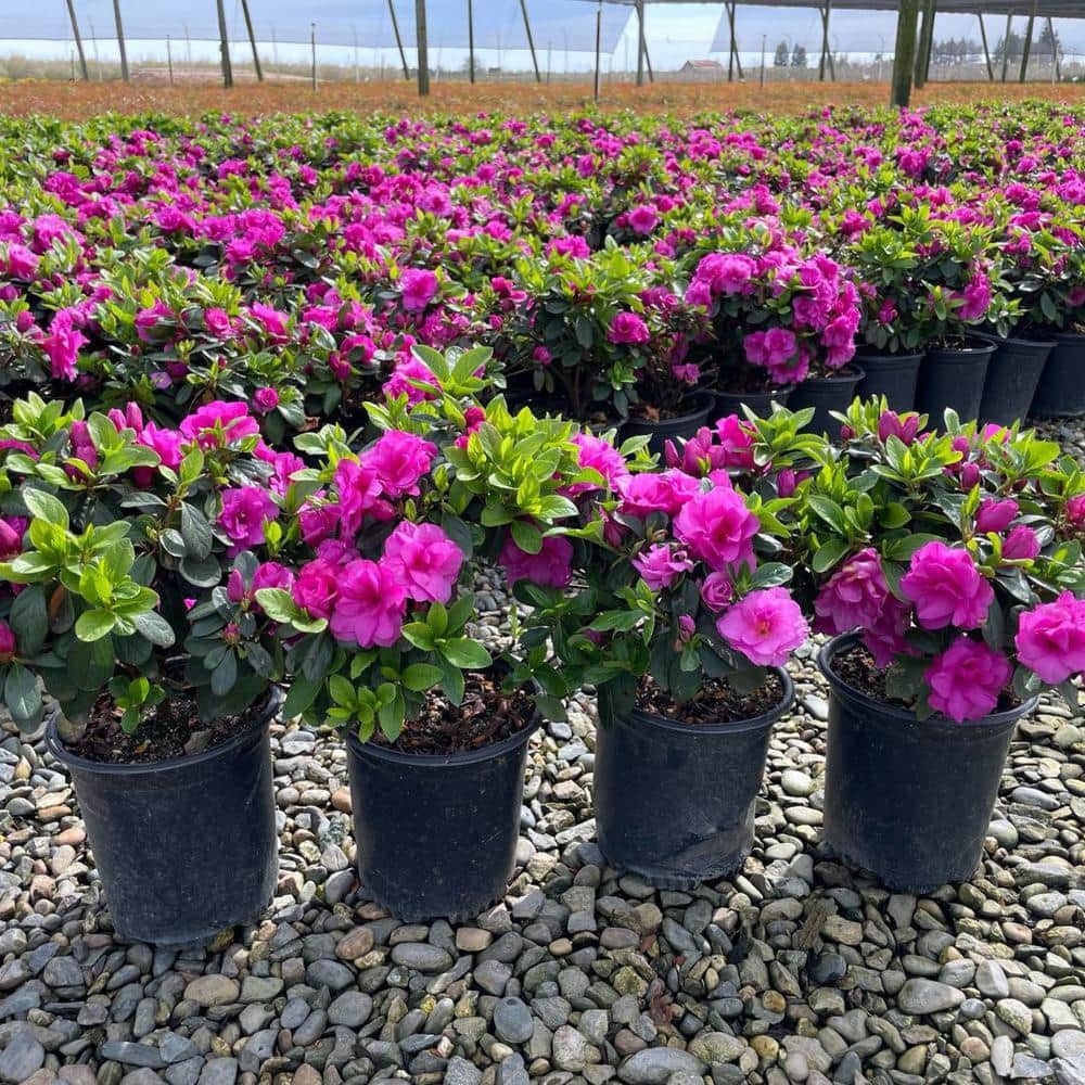 Alder & Oak #1 container Happy Days Pink Azalea Shrubs (4-Pack) ASHA01 ...