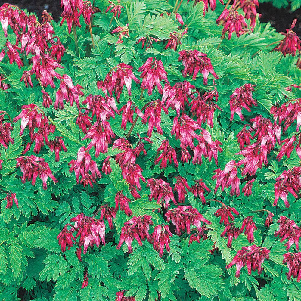 Spring Hill Nurseries Pink Flowers Fernleaf Bleeding Heart (Dicentra ...