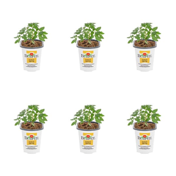 METROLINA GREENHOUSES 1 Pt. Tomato Patio Delight Green Edible Plant (6 ...