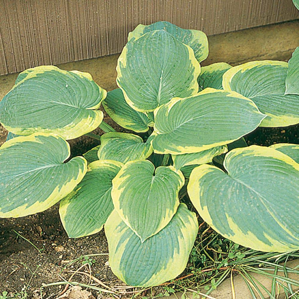#1 Frances Yellow Variegated Williams Hosta Plant 2833 - The Home Depot