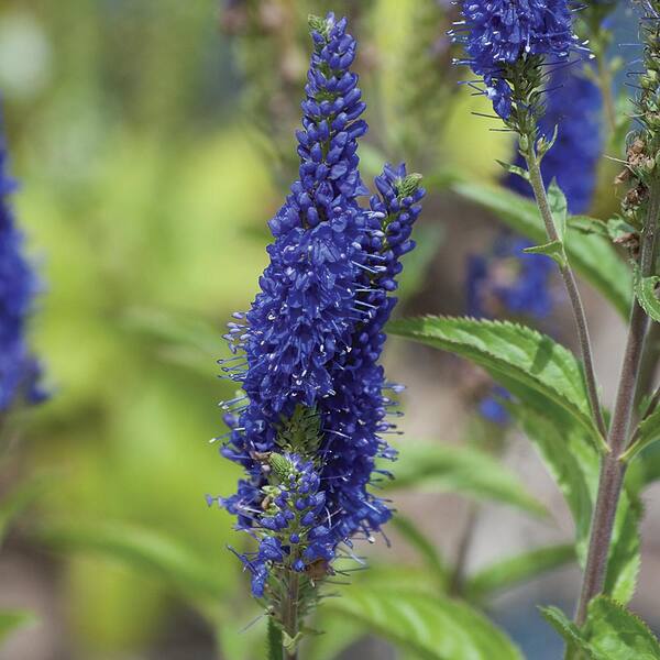1 Gal. Veronica Vernique Red Speedwell Plant 1004561762 - The Home Depot