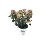 National Plant Network 4 in. Lime Lovebird Hydrangea Shrub with Green ...