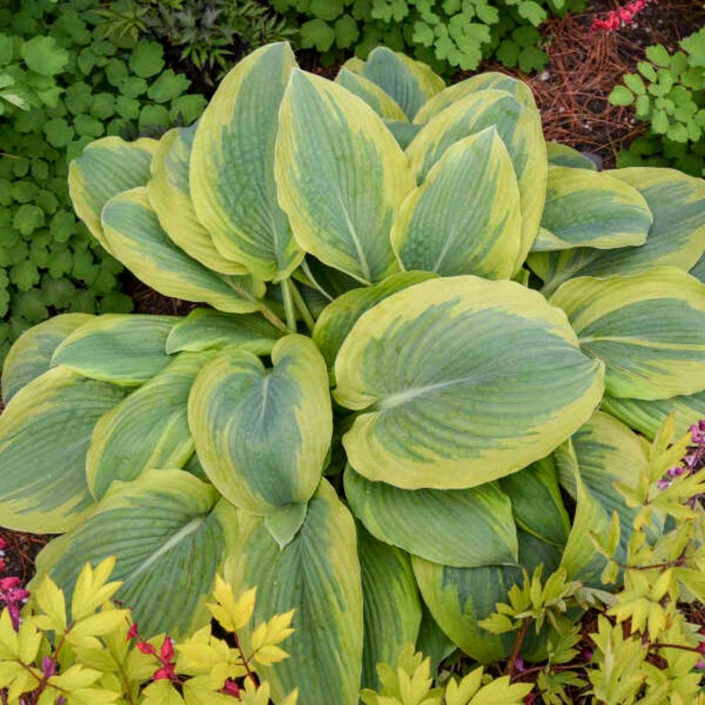 Proven Winners 0.65 Gal. Shadowland Chance Encounter Hosta (Hosta ...