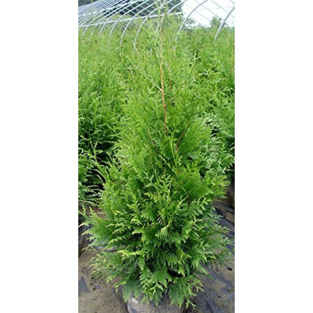 Green Promise Farms 3 gal. Green Giant Western Arborvitae, Live Plant ...