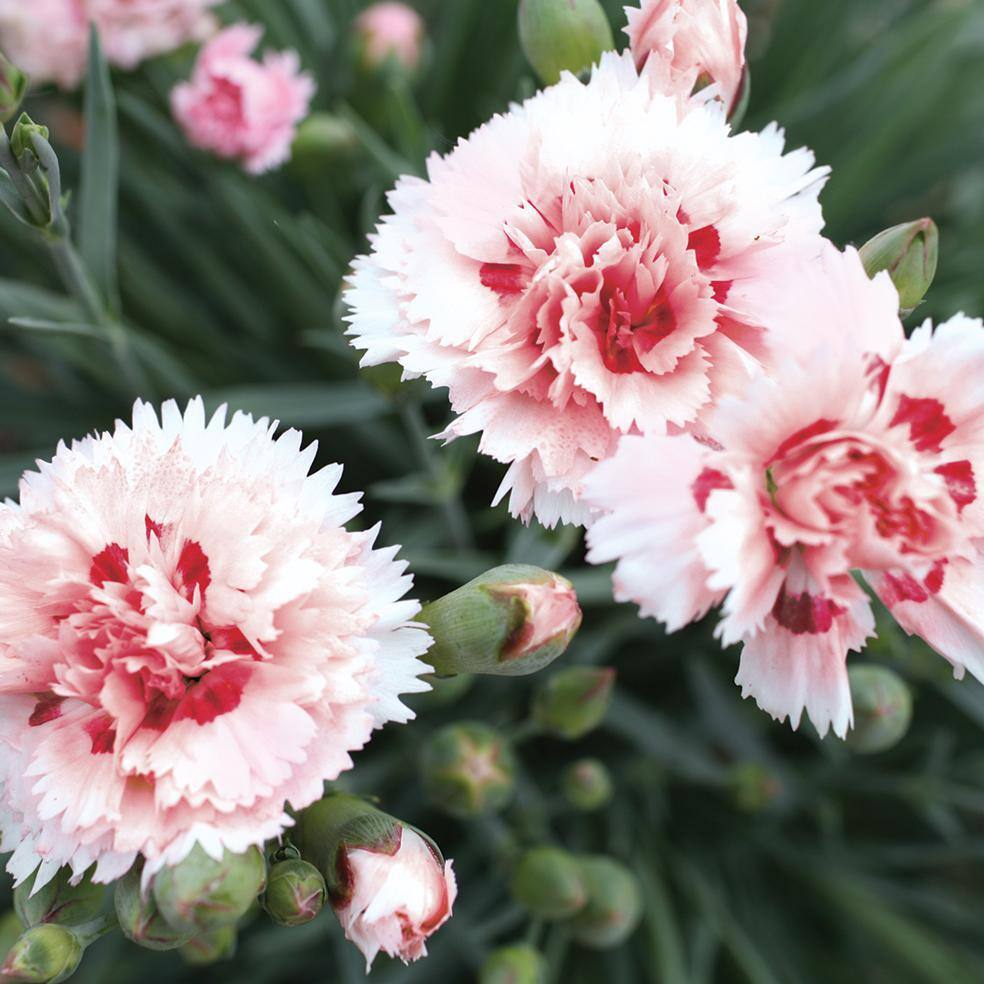 METROLINA GREENHOUSES #5 1 Qt. Super Trouper Red and White Dianthus ...