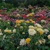 MICHIGAN BULB CO. Rainbow of Roses Landscape Assortment, Dormant Bare ...