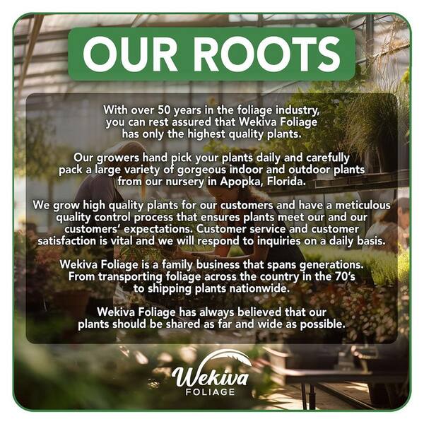 Wekiva Foliage Clematis Elsa Spath-Live Plant in a 4 in. Growers Pot ...