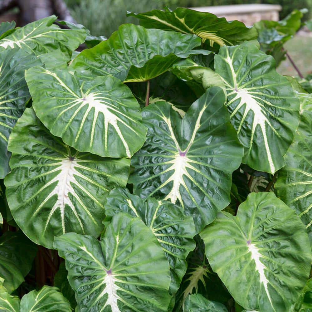 Garden State Bulb 9/11 in. Colocasia White Lava Elephant Ear Bulbs (Bag ...