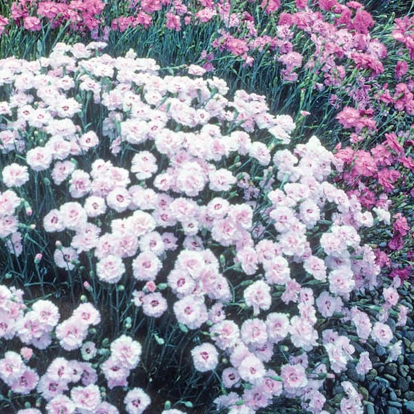 #1 Everlast White Eye Pink Dianthus Plant 61339 - The Home Depot