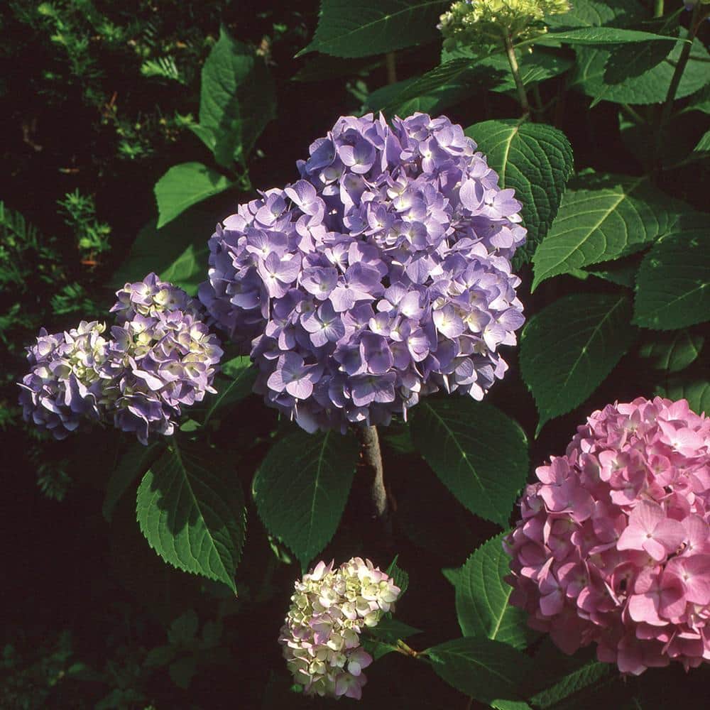Endless Summer 3 Gal. The Original Reblooming Hydrangea Flowering Shrub ...