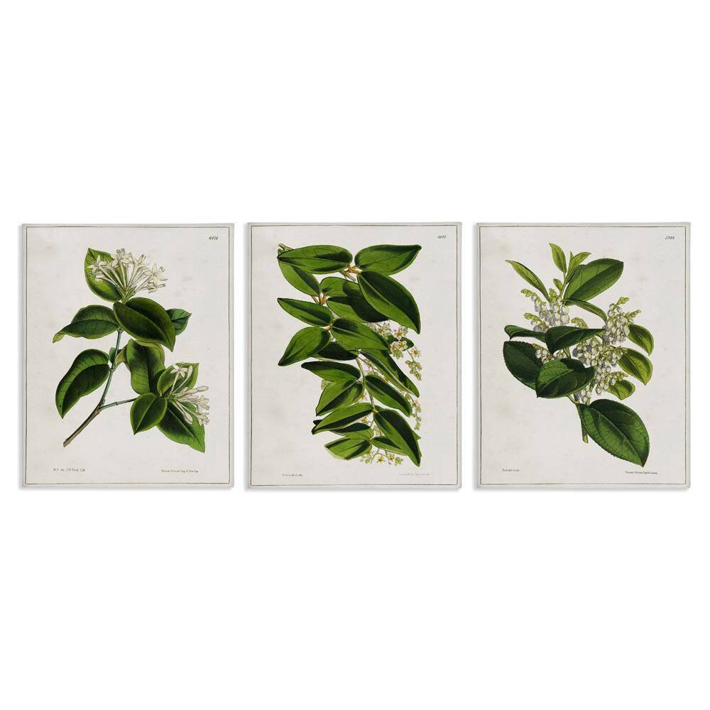 Stupell Industries Vintage Forest Flower Studies by Tina Higgins ...