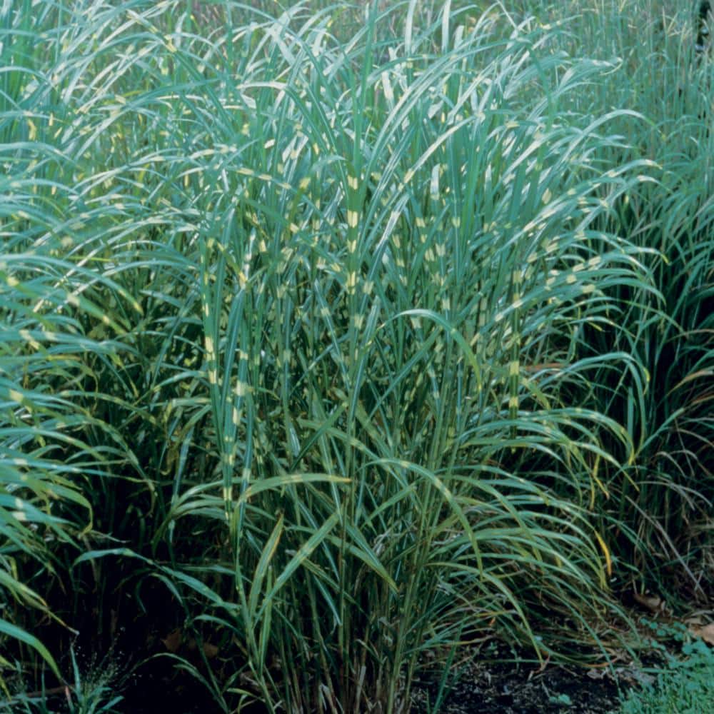 Vigoro 3 Gal. Zebra Grass Perennial Plant with Brown Grass 1004884899 ...