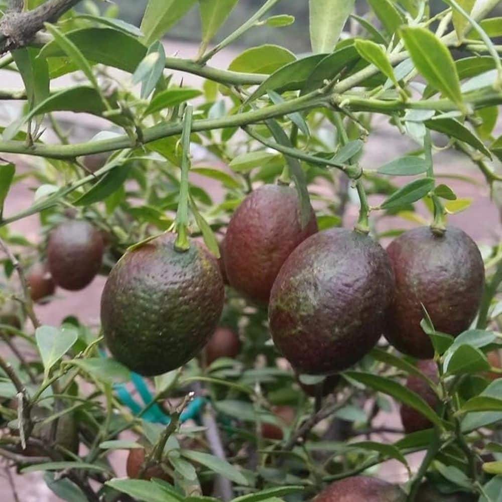 Wekiva Foliage Red Lime Tree-Live Plant in a 1-Gallon Pot-Florida Only ...