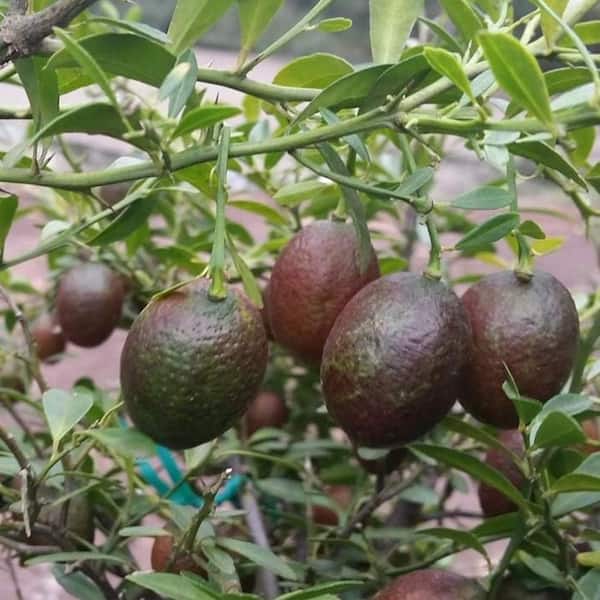 Wekiva Foliage Red Lime Tree-Live Plant in a 1-Gallon Pot-Florida Only-Exotic Hybrid and Edible ...