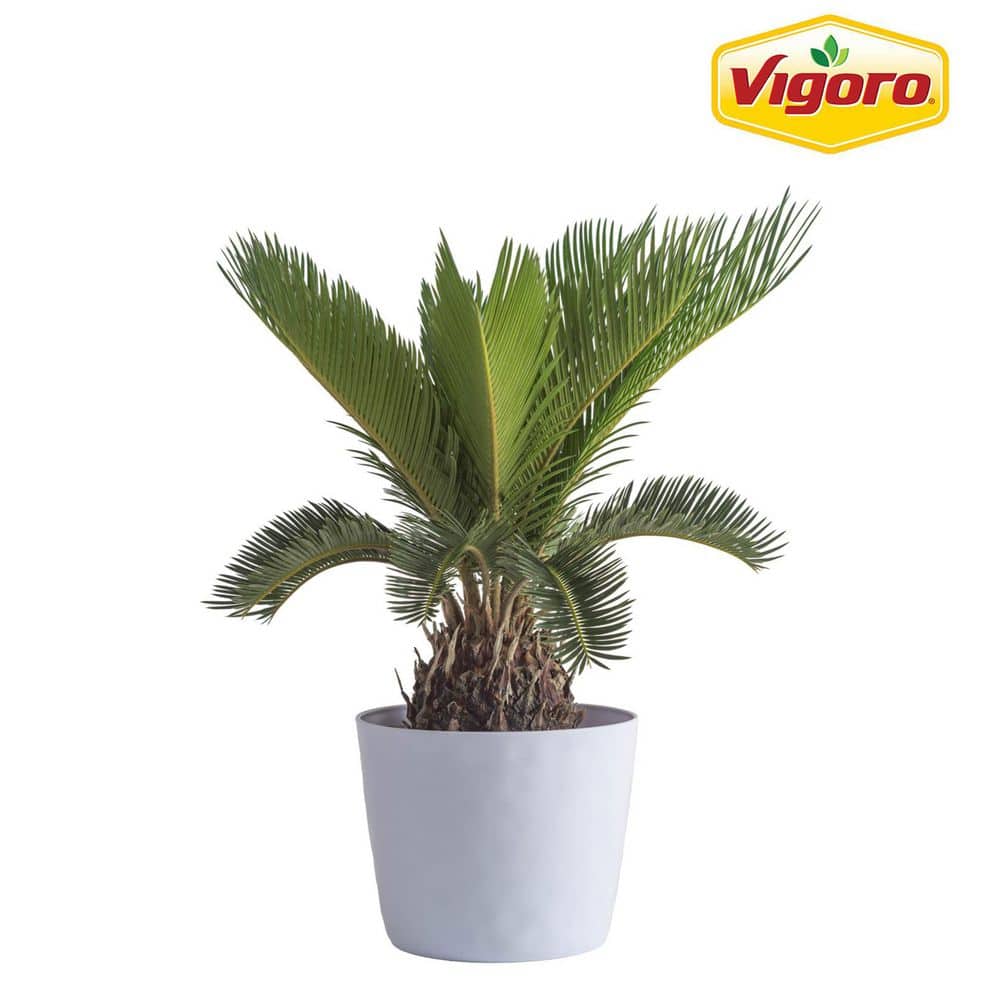 Vigoro Sago Palm Indoor Plant in 6 in. White Decor Planter, Average ...