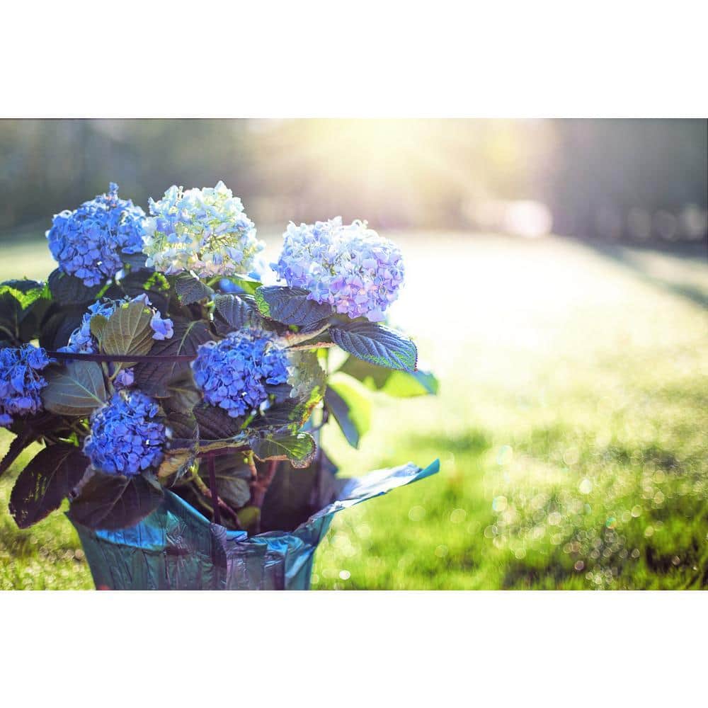 Buy 1 Gal. Let's Dance Rhythmic Blue Hydrangea Shrub Reblooming Skyblue ...