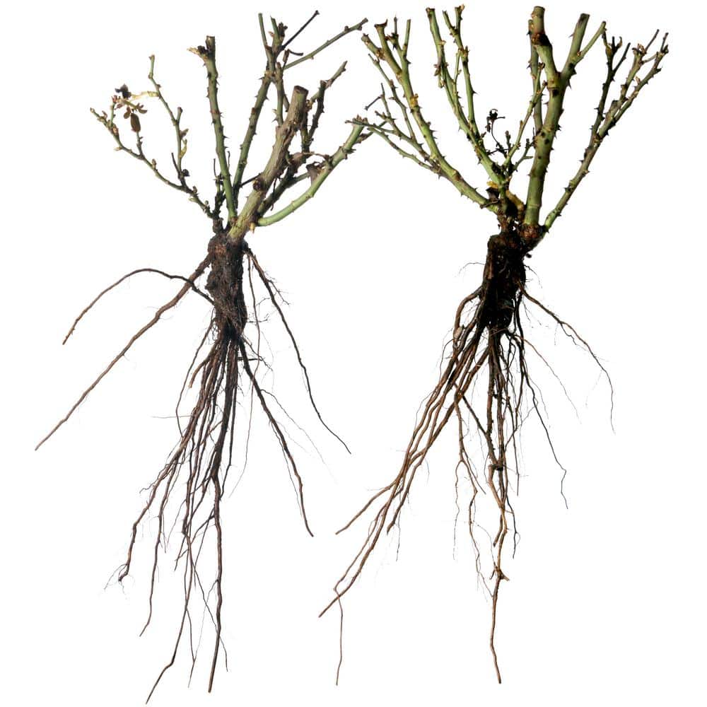 national PLANT NETWORK Bare Root Desmond Tutu Sunbelt Rose with Red ...