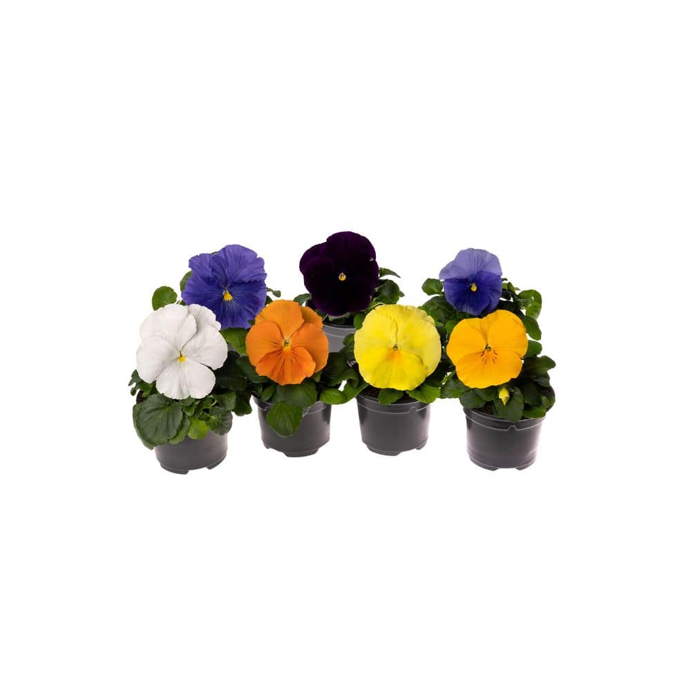 1.27 qt. Delta Mix Pure Pansy Plant in Assorted Colors (6-Pack) 600488 ...