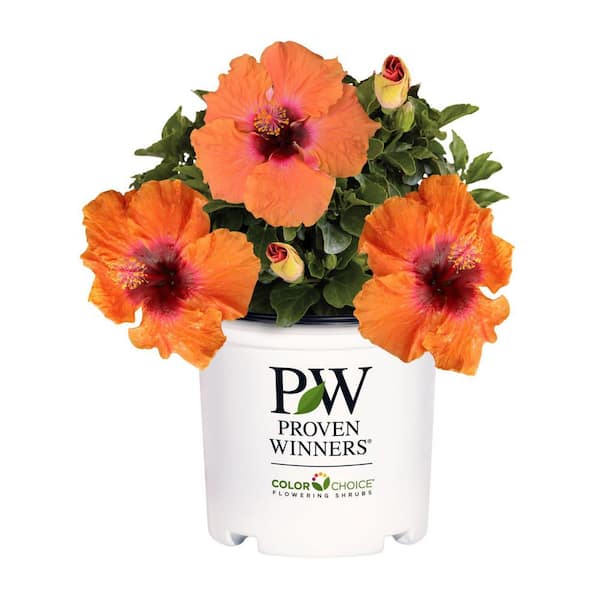 Proven Winners 1 Gal. Hollywood Hibiscus Disco Diva Tropical Hibiscus ...