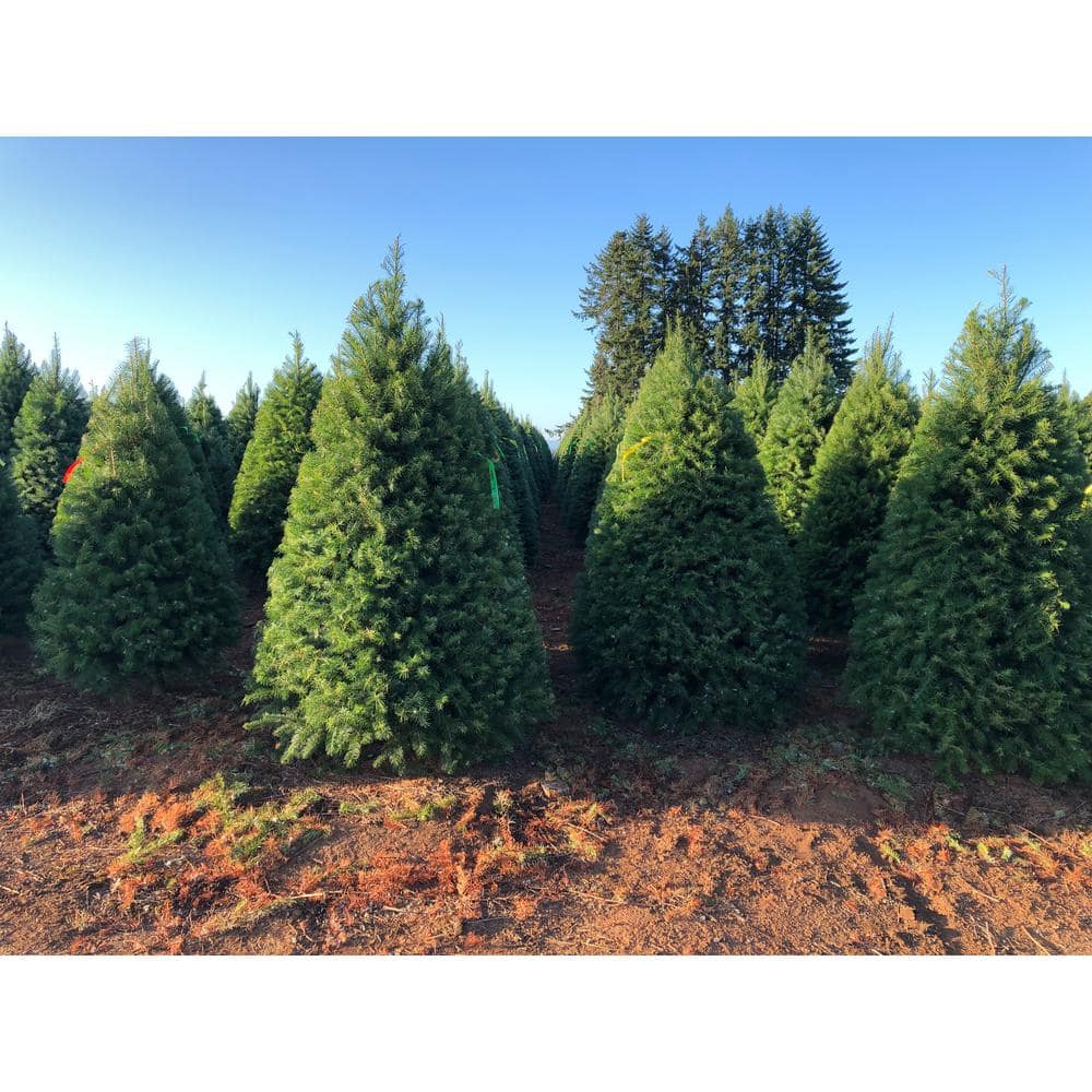 7-8 ft. Freshly Cut Live Abies Grand Fir Christmas Tree 181396 - The ...