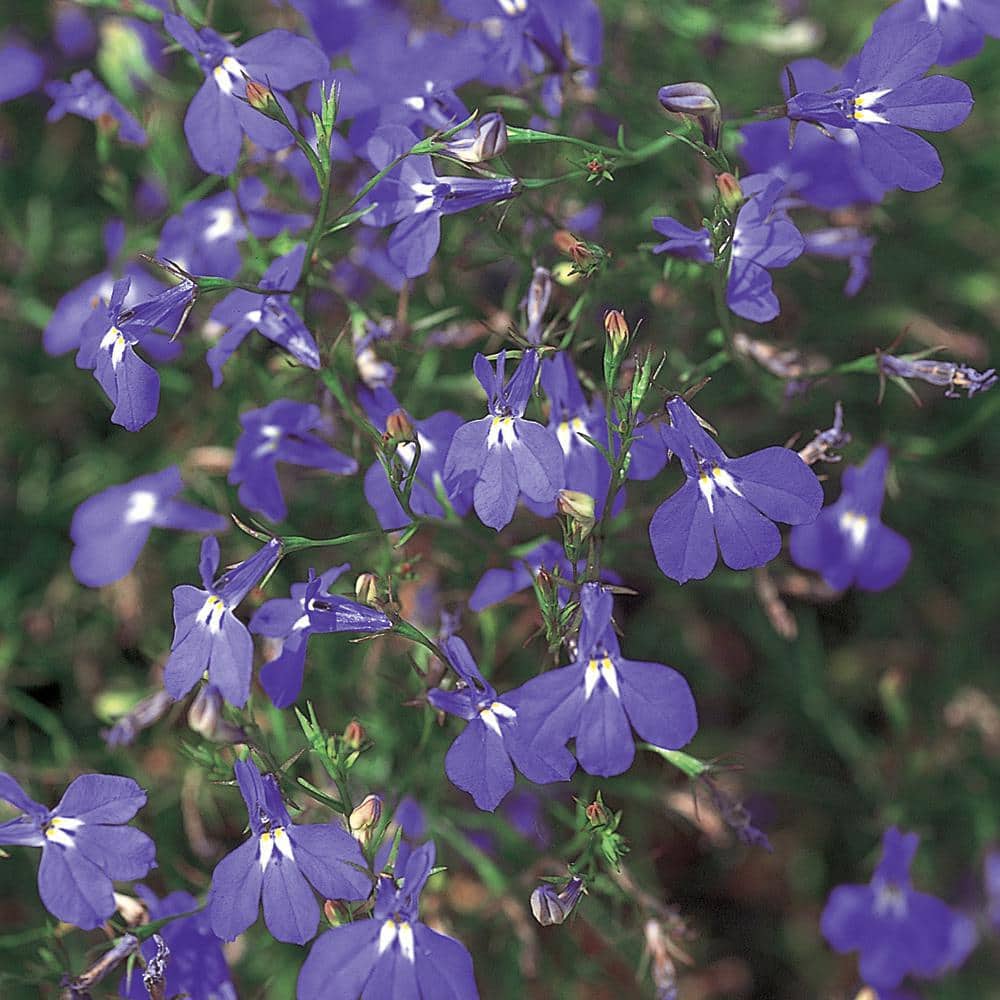 Vigoro 1.5 Pint Lobelia Cardinal Flower Magadi Compact Dark Blue Annual ...