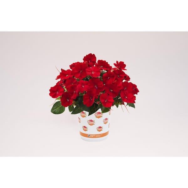 SunPatiens 1 Gal. Compact Red SunPatiens Impatiens Outdoor Annual Plant ...